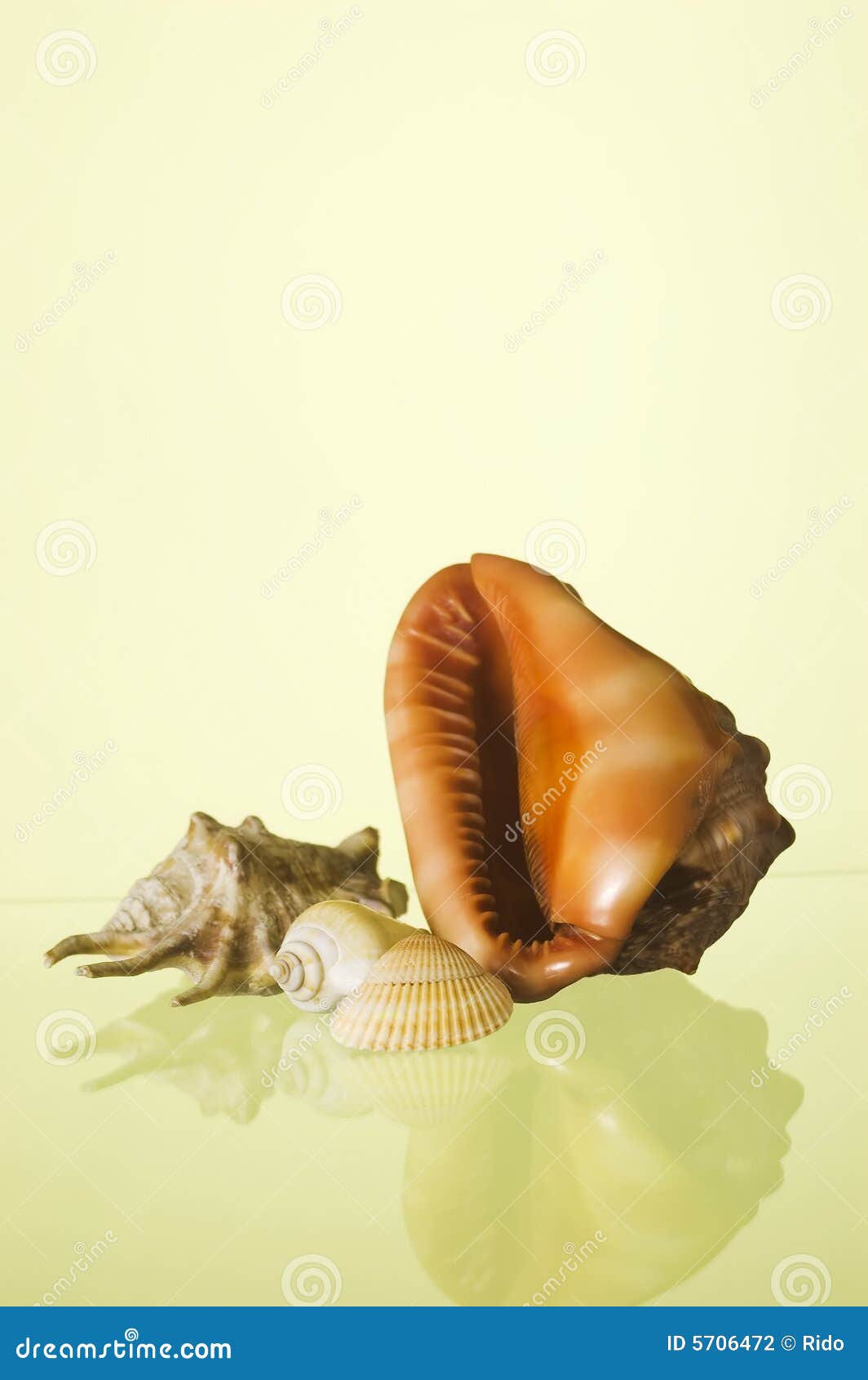 Tropical seashell stock photo. Image of tropical, sand - 5706472