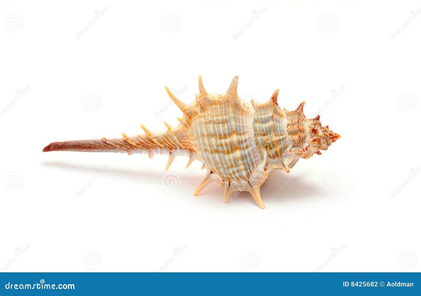 Tropical seashell stock photo. Image of exotic, detail - 8425682