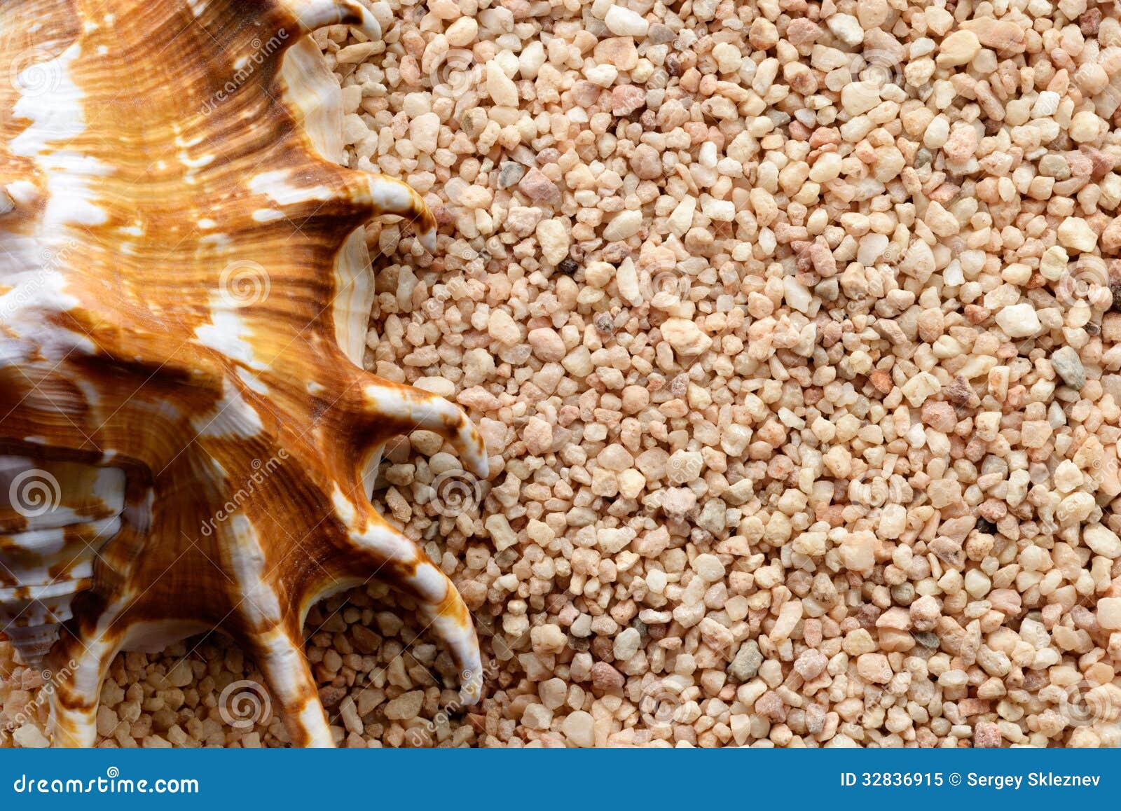 Tropical seashell on sand stock image. Image of closeup - 32836915