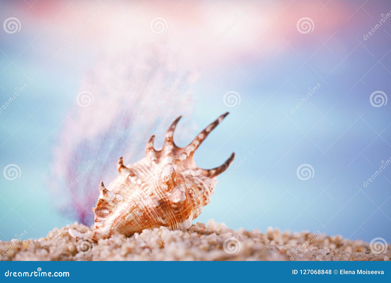 Tropical Seashell Sea Shell on Sand with Ocean Stock Photo - Image of ...