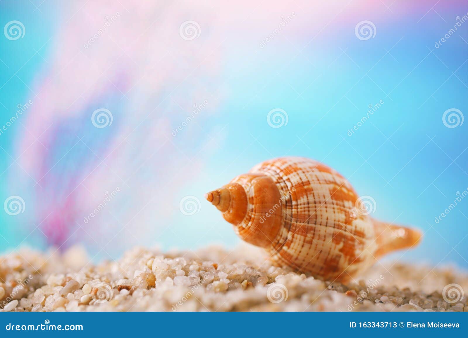 Tropical Seashell Sea Shell on Sand with Ocean Stock Image - Image of ...