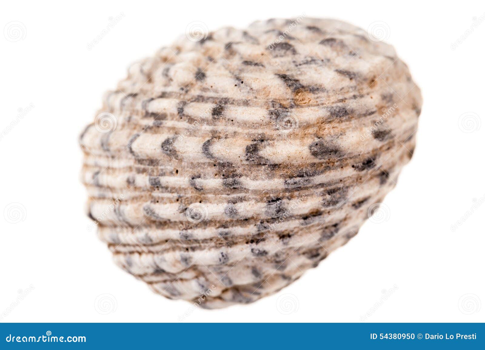 Tropical seashell top stock photo. Image of single, mollusca - 54380950