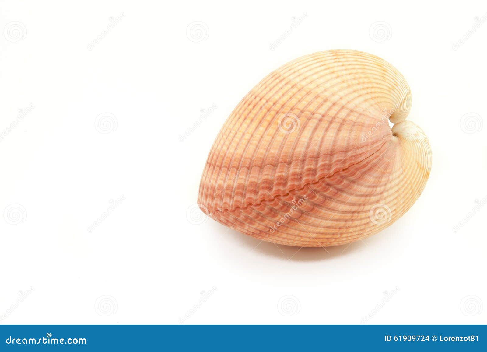 Tropical Seashell in White Background Stock Photo - Image of tropical ...
