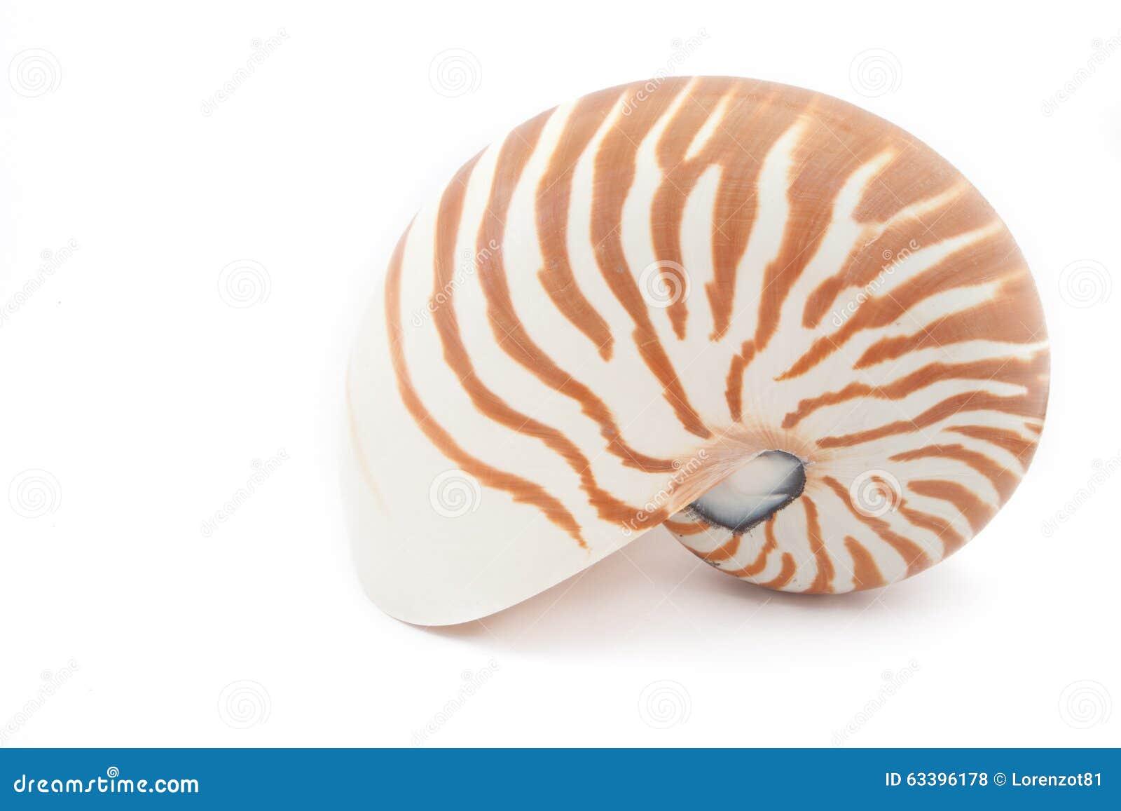 Tropical Seashell in White Background Stock Photo - Image of tropical ...