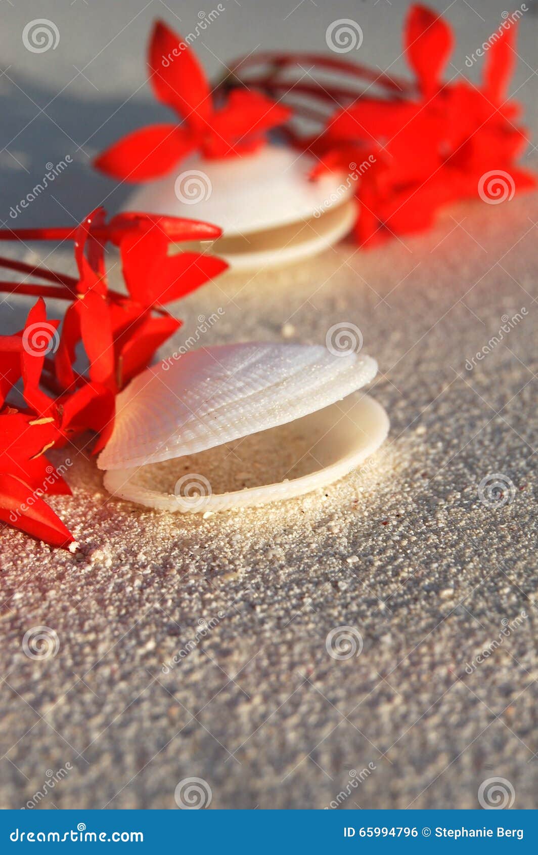 Tropical Seashells on the Beach Stock Photo - Image of water, explore ...