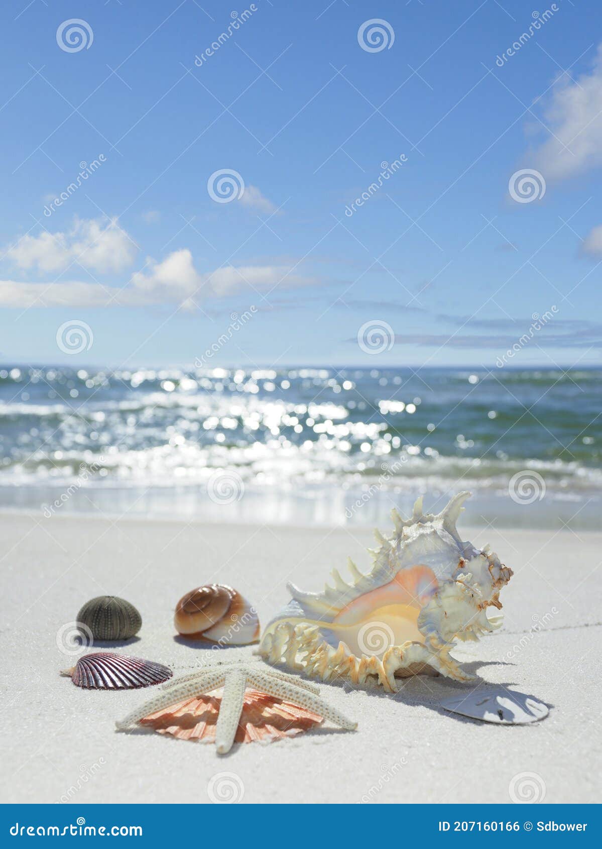 Tropical Seashells on a White Sand Beach Stock Photo - Image of florida ...