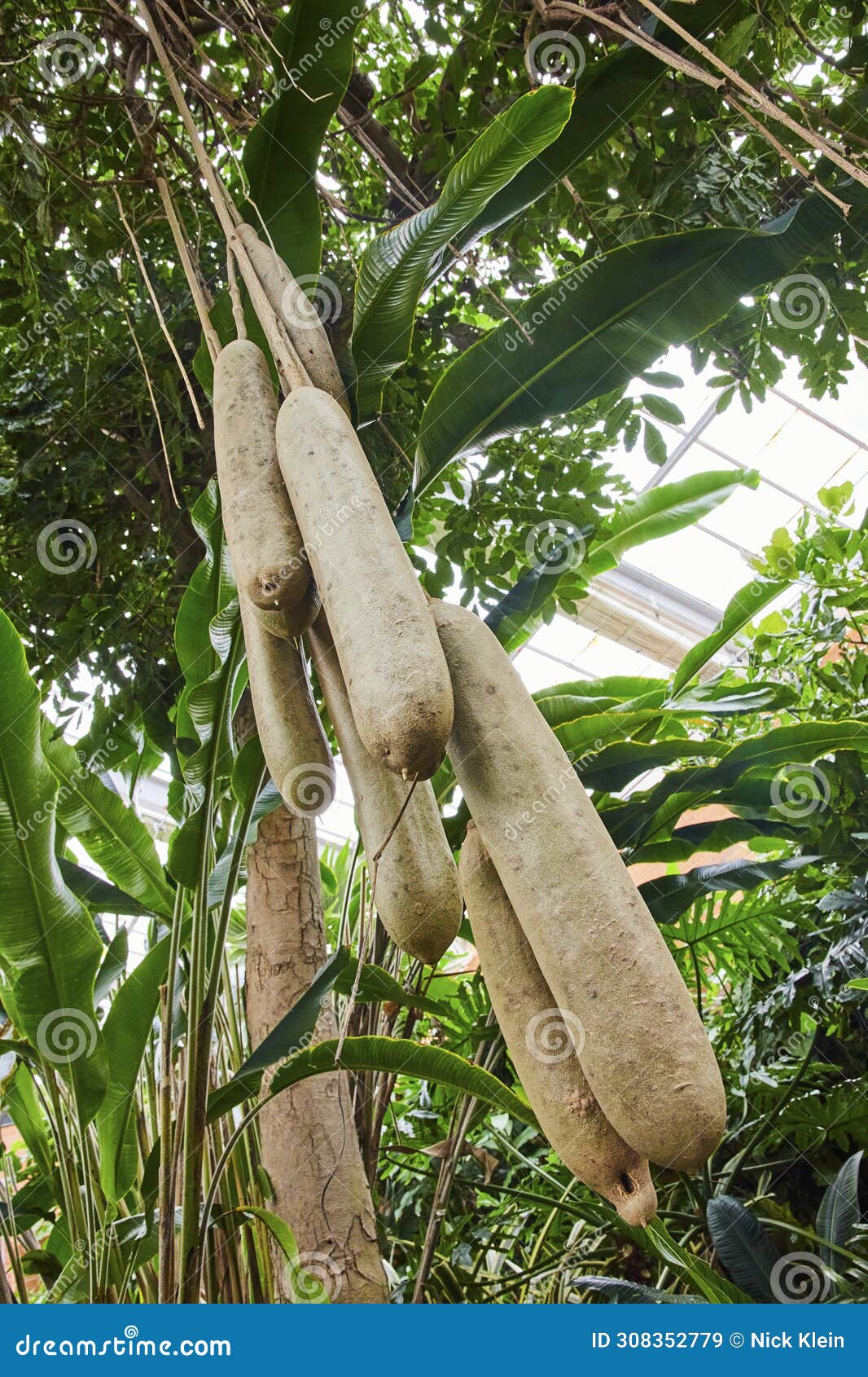 Tropical Seed Pods In Botanical Garden Underneath Canopy View Stock Image Image Of Canopy