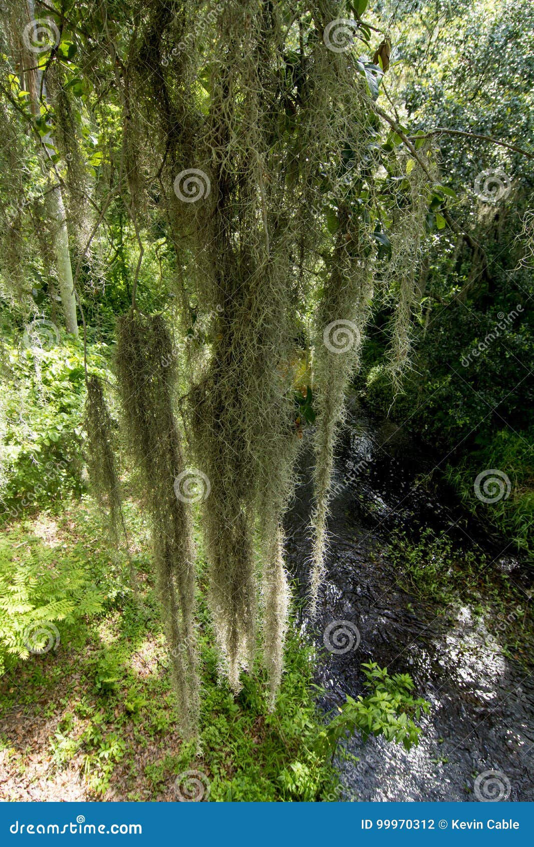 Tropical Setting with Spanish Moss Stock Photo - Image of tropical ...