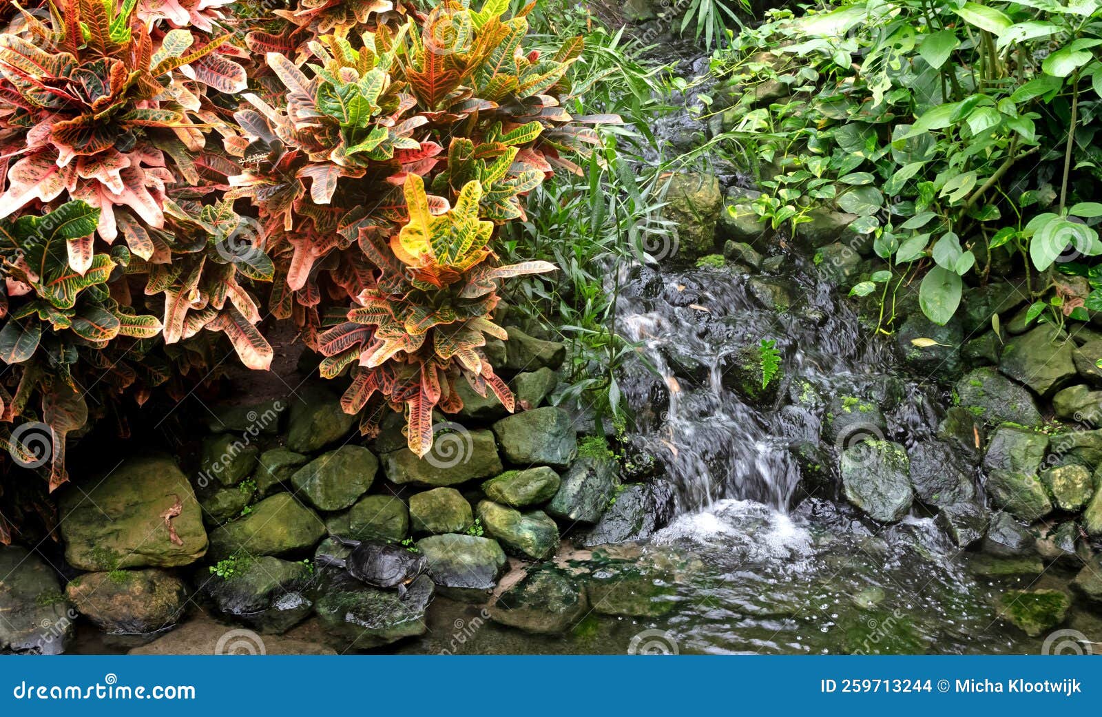 Tropical Setting; Waterfall,plants and a Turtle Stock Photo - Image of ...