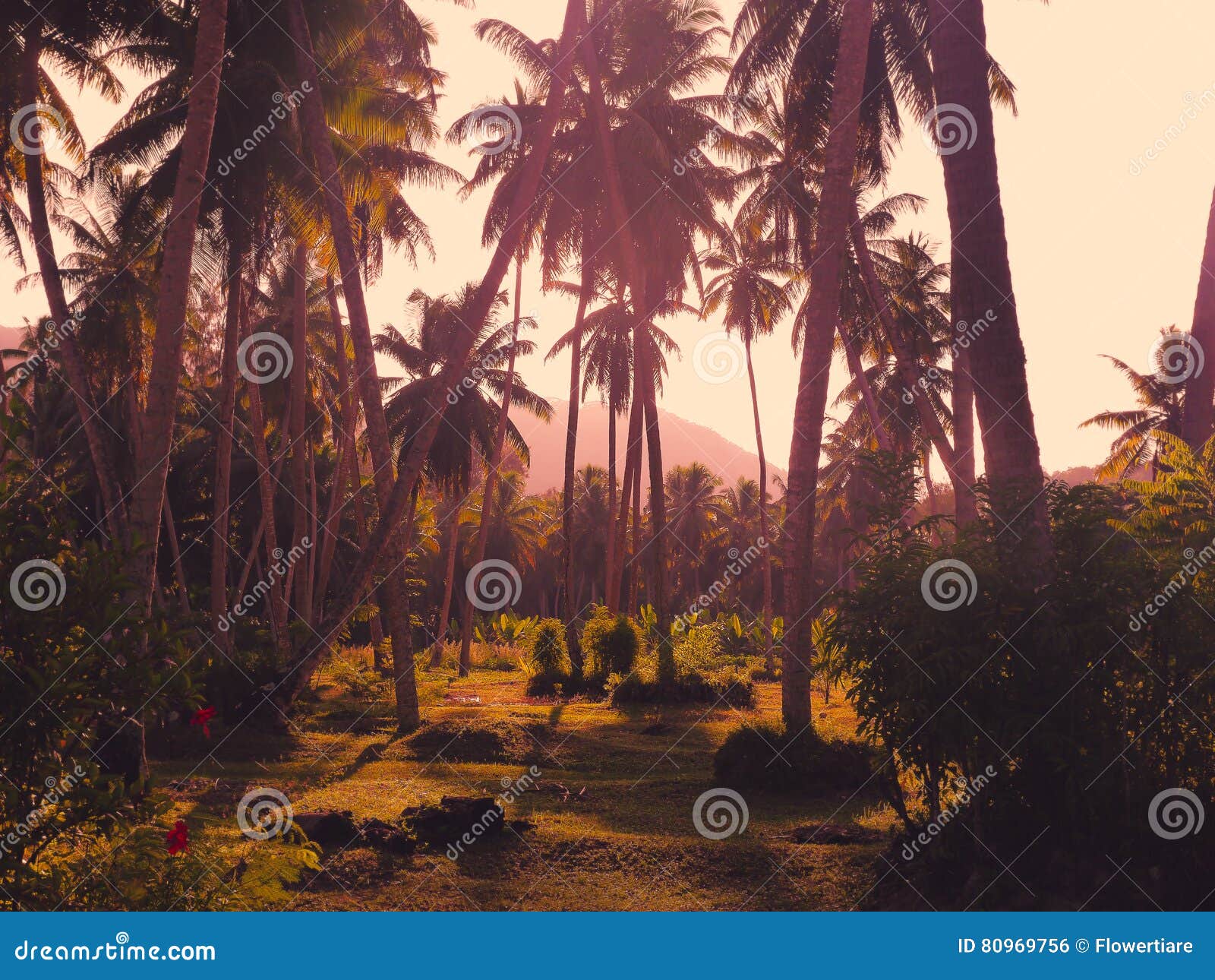 Tropical Seychelles. Palm Trees on the La Digue Stock Photo - Image of ...