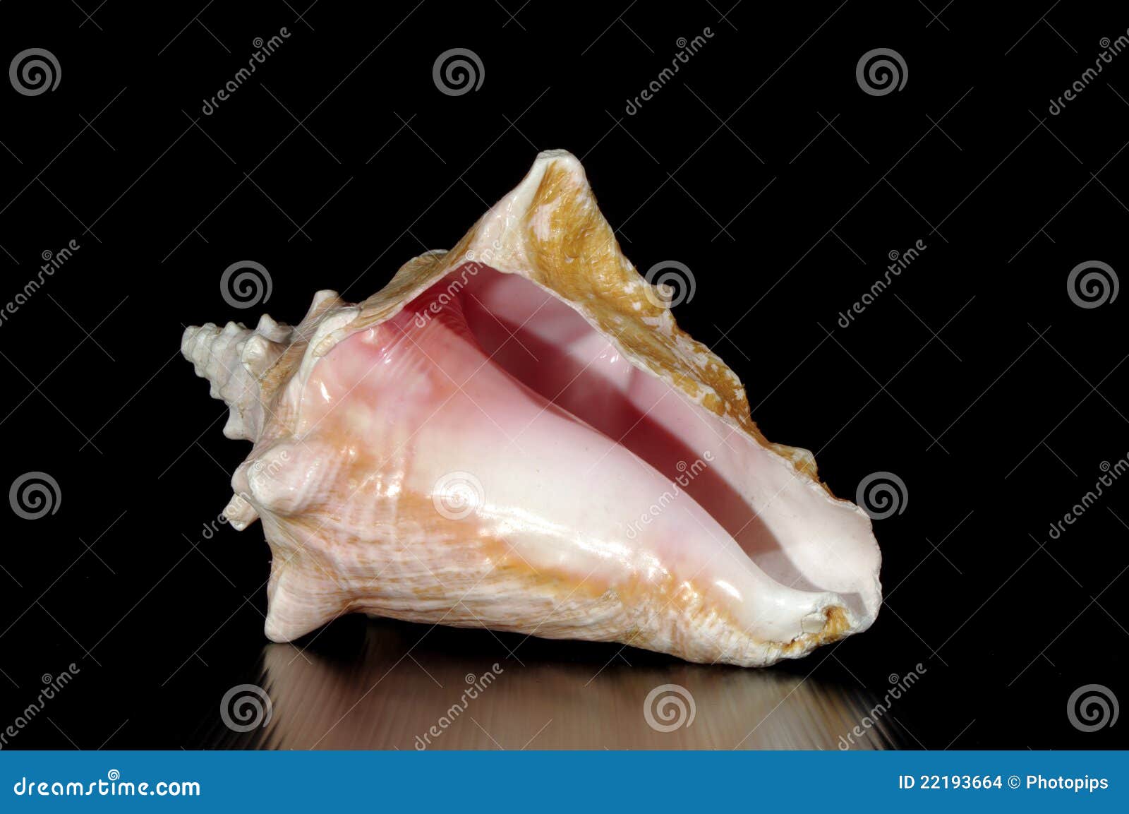 Tropical shell stock photo. Image of environment, biology - 22193664