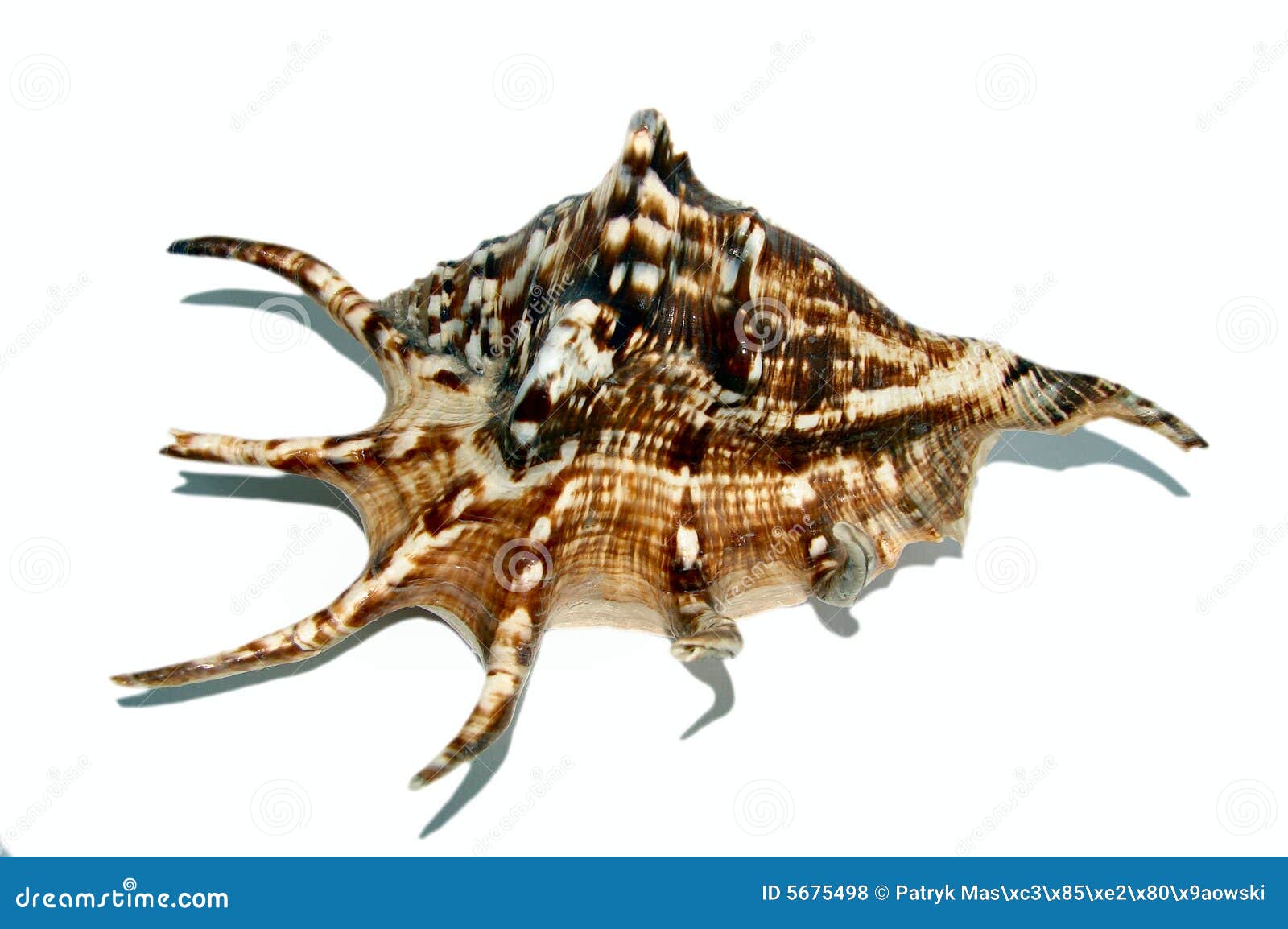 Tropical shell stock photo. Image of marine, philippines - 5675498