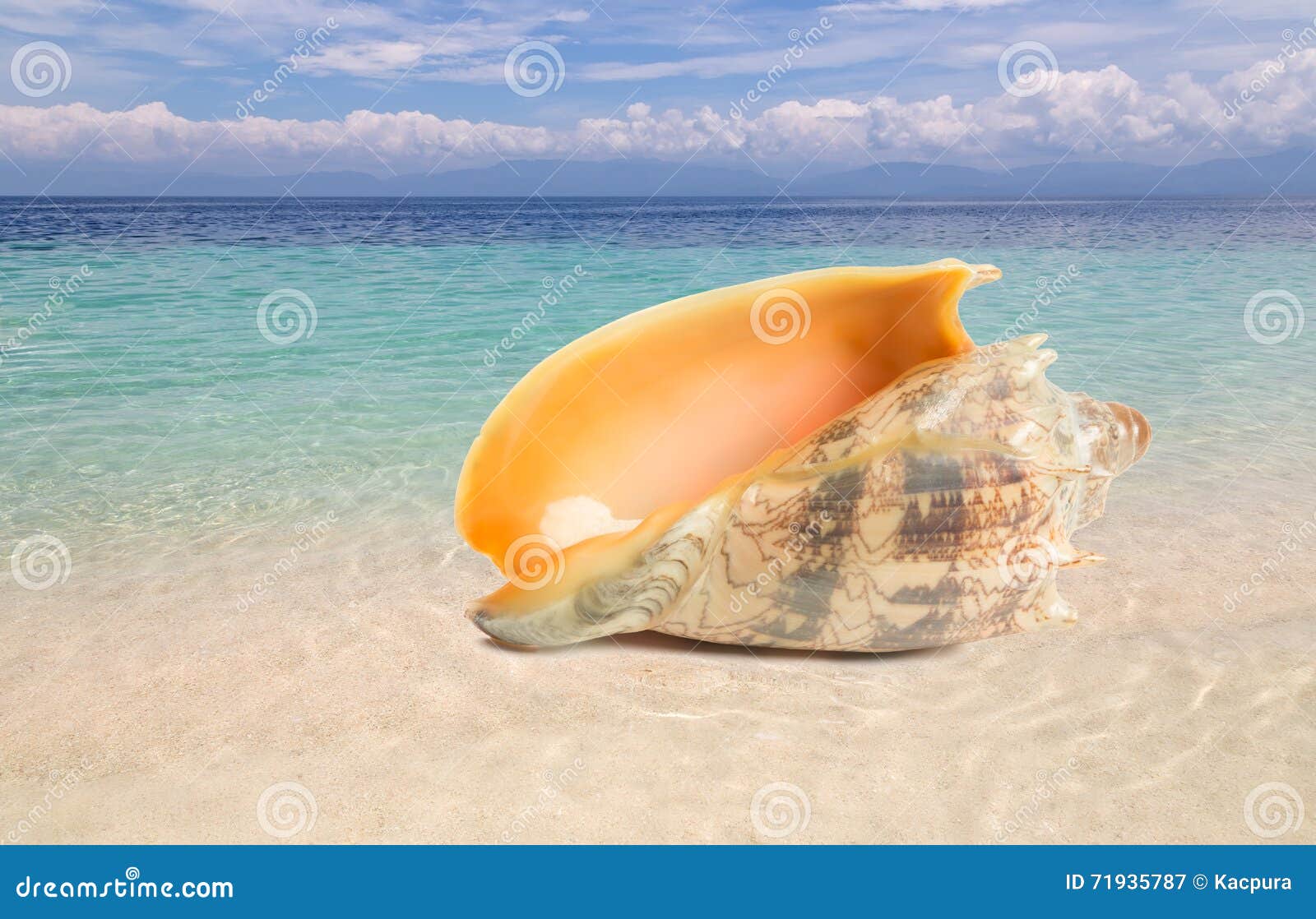 Tropical shell on a beach stock image. Image of tranquil - 71935787
