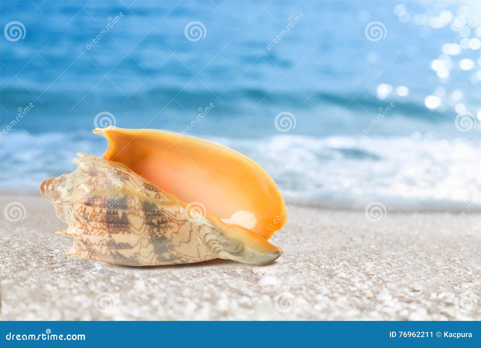 Tropical shell on a beach stock image. Image of shell - 76962211