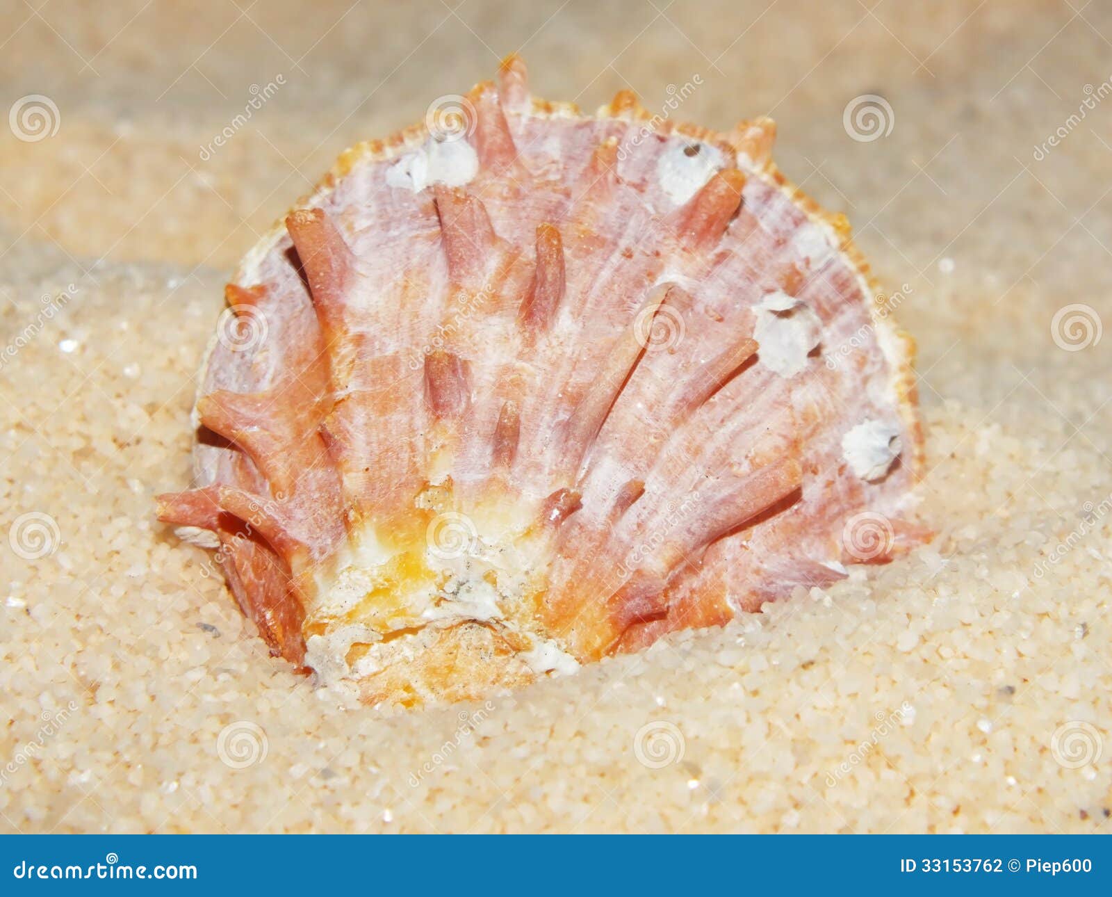 Tropical Sea Shell On White Florida Beach Sand Under The Sun Li Royalty ...