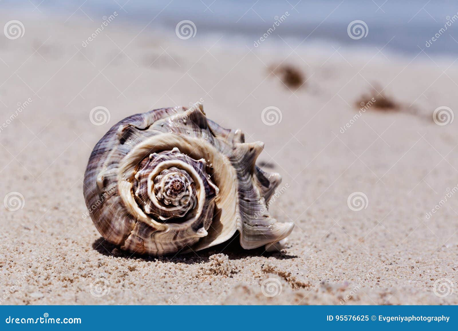 Tropical Shell on the Sandy Beach in Cancun, Mexico Stock Image - Image ...