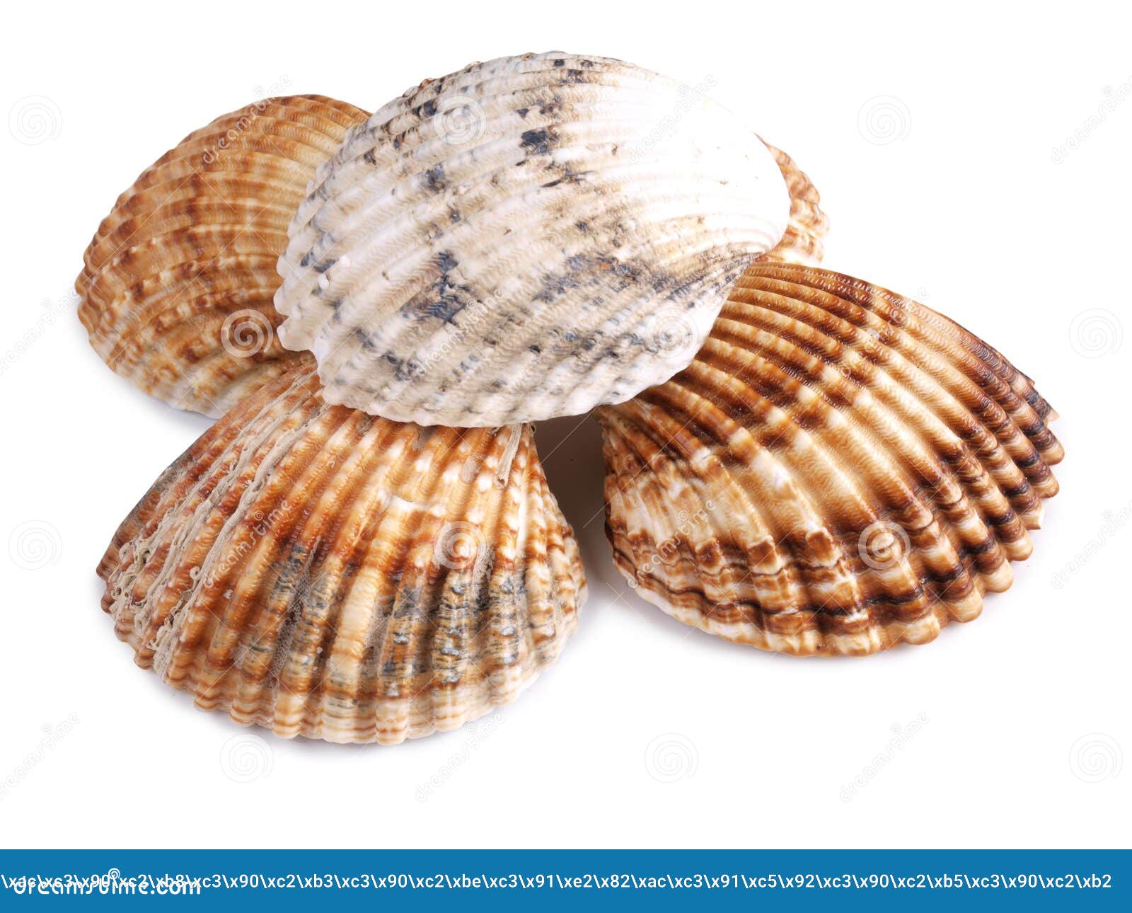 Shell four stock photo. Image of shell, design, desert - 135127952