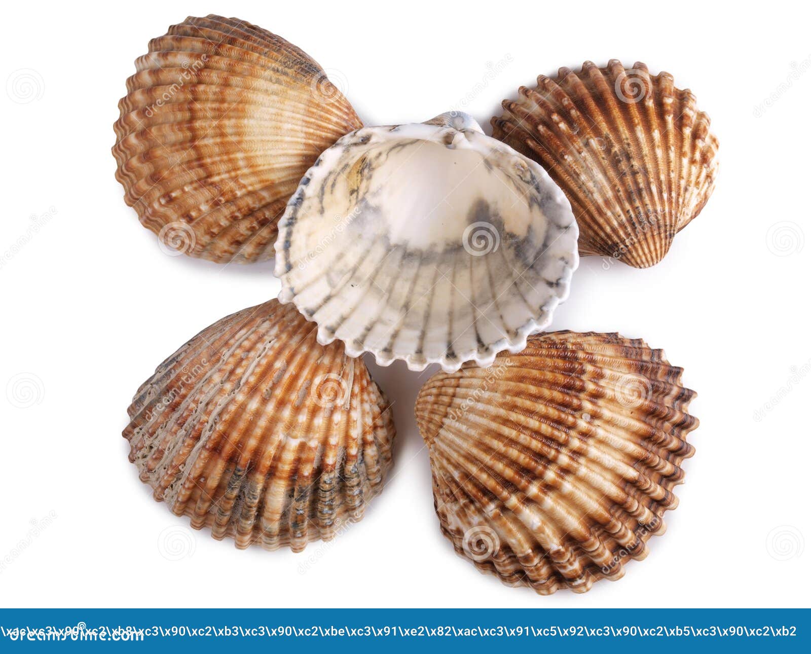 Shell six stock image. Image of nature, ecology, shore - 135127951