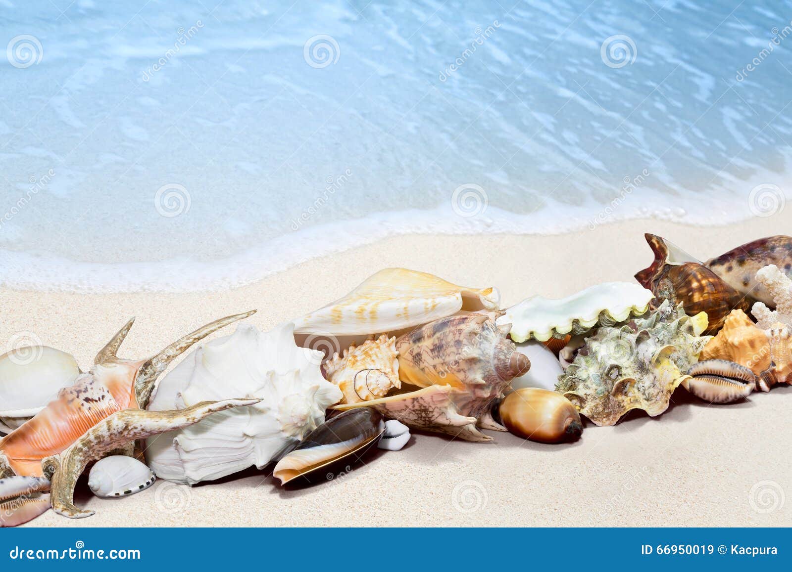 Tropical shells on a beach stock image. Image of nature - 66950019