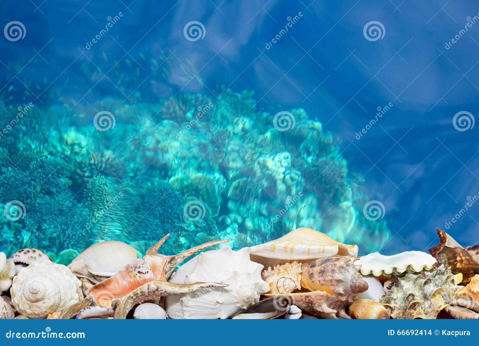 Tropical Shells and Blue Reef Stock Photo - Image of cowrie, reef: 66692414