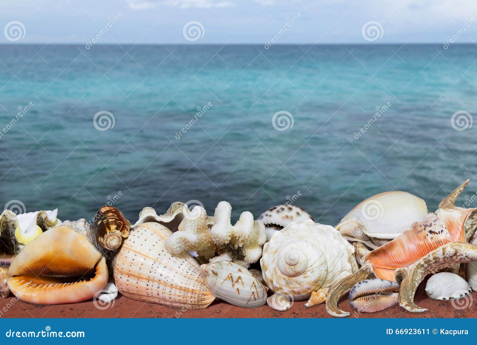 Tropical Shells and Blue Sea Stock Image - Image of outdoors, island ...
