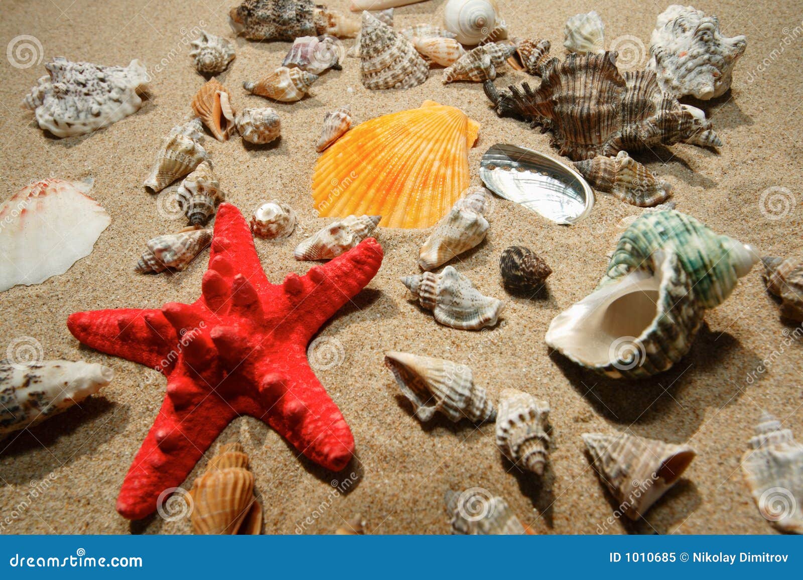 48,552 Tropical Shells Stock Photos - Free & Royalty-Free Stock Photos ...