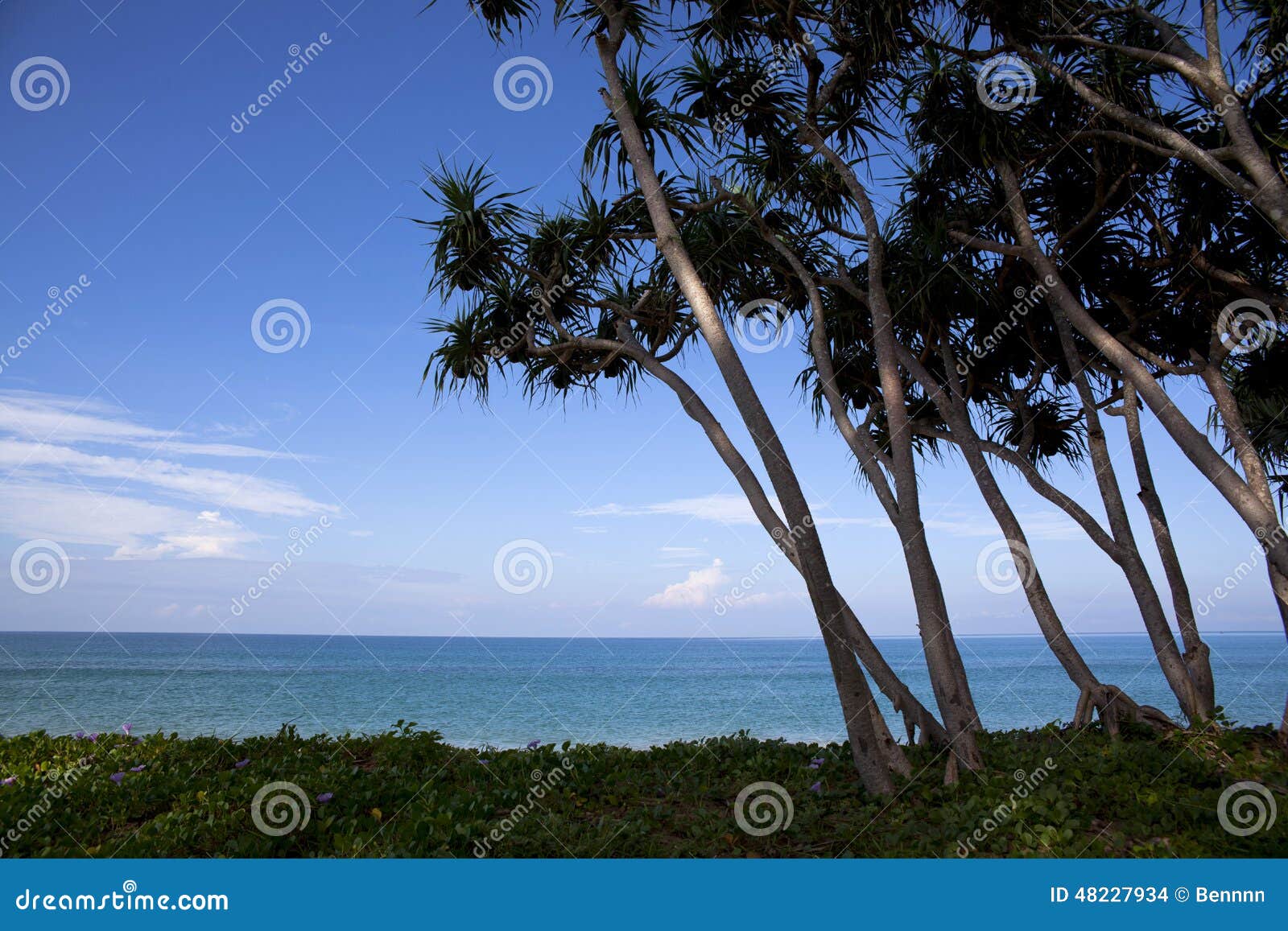 Tropical shore stock photo. Image of sunny, detail, clear - 48227934