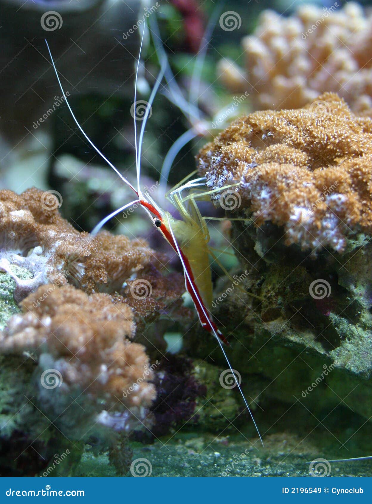 Tropical shrimp stock image. Image of decorate, ocean - 2196549