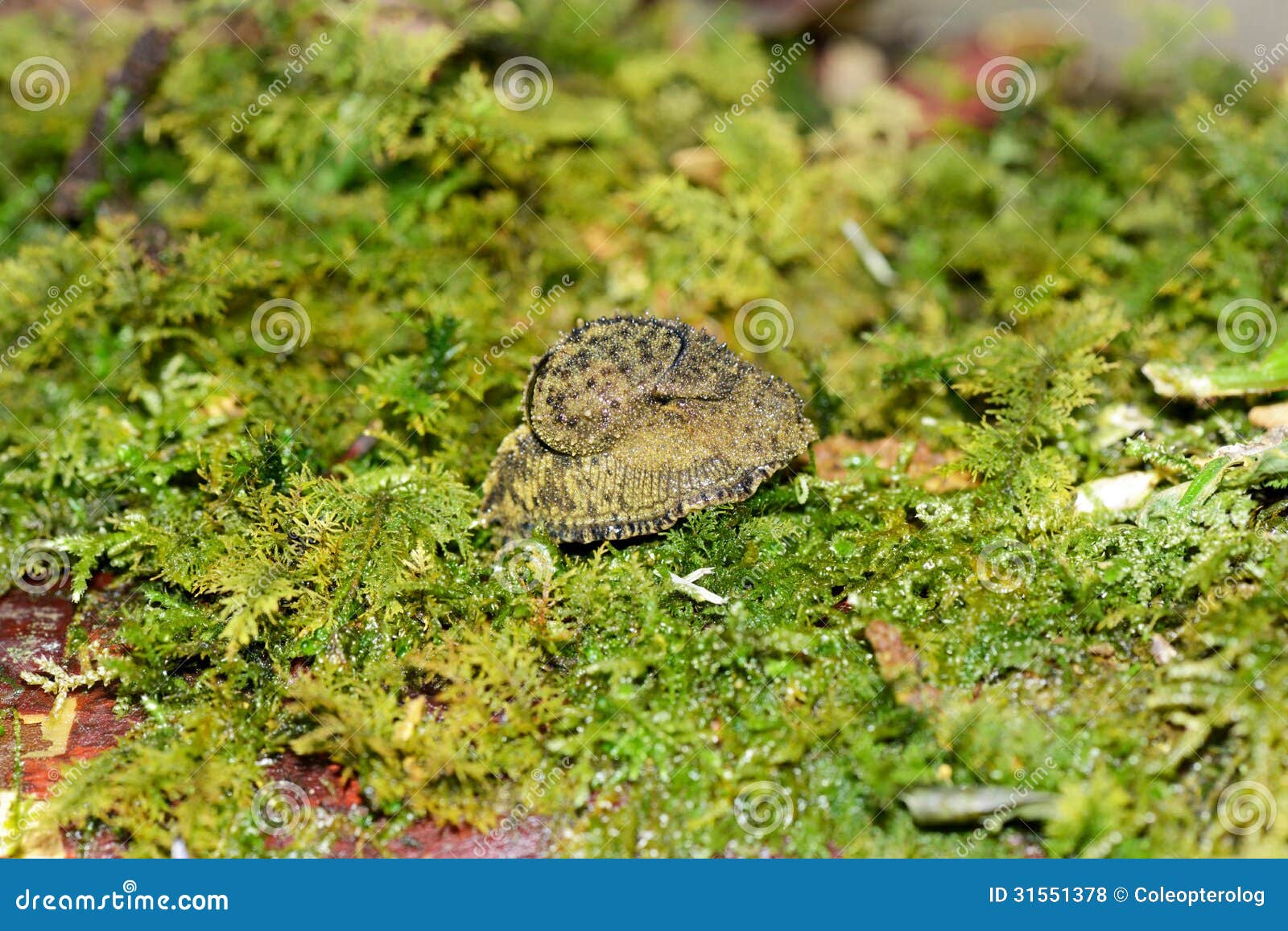 Tropical slug stock photo. Image of wildlife, moss, vegetation - 31551378