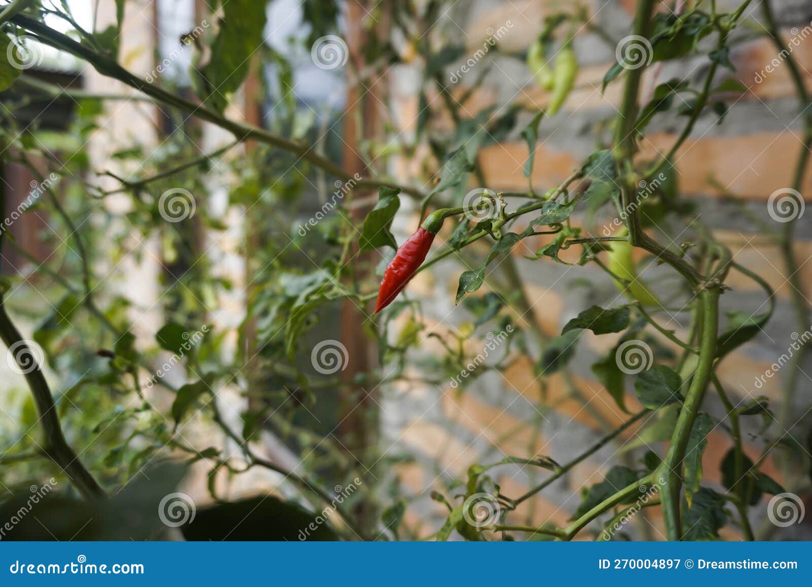 Tropical Small Red Chili or Cabe Rawit Merah, Still in the Tree Stock ...