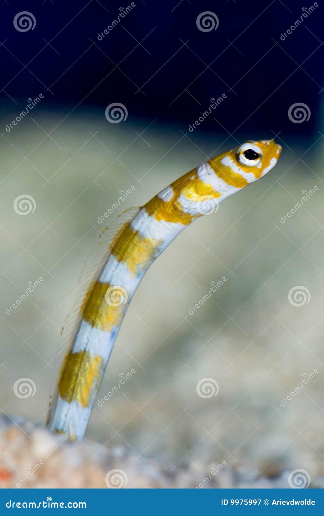 Tropical snakefish stock image. Image of marine, wildlife - 9975997
