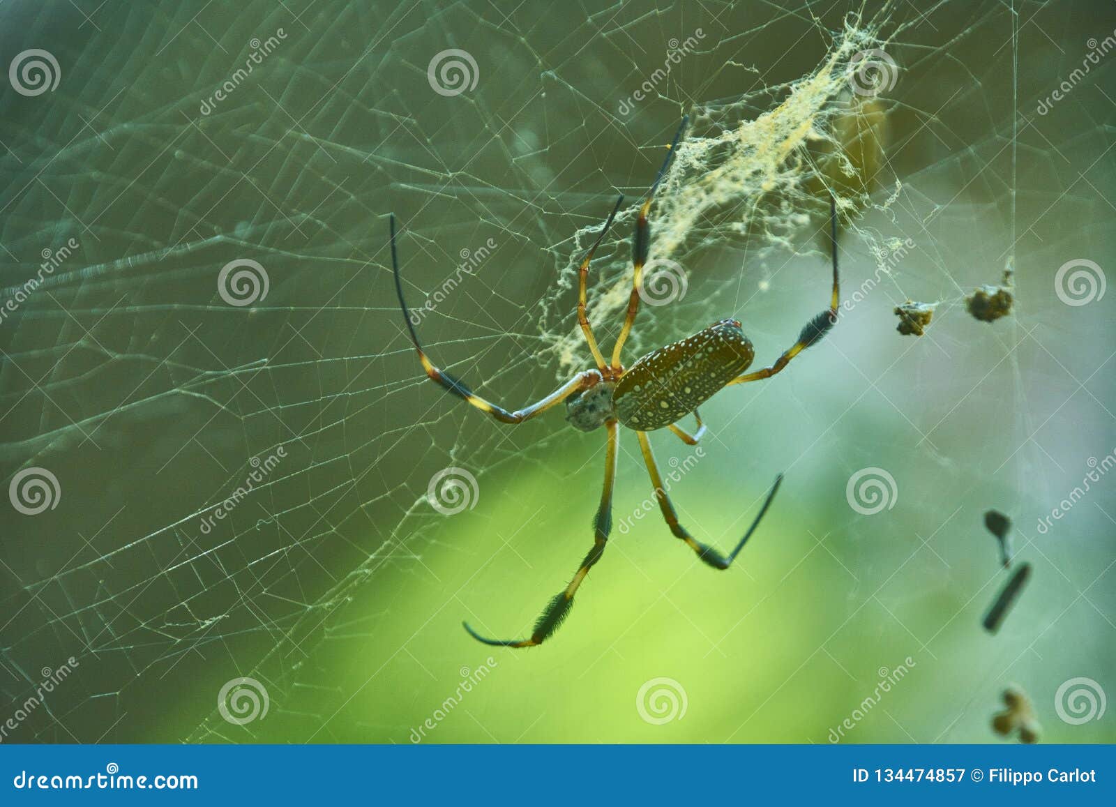 Tropical Spider in Warm Colors Stock Image - Image of arachnid, spider ...