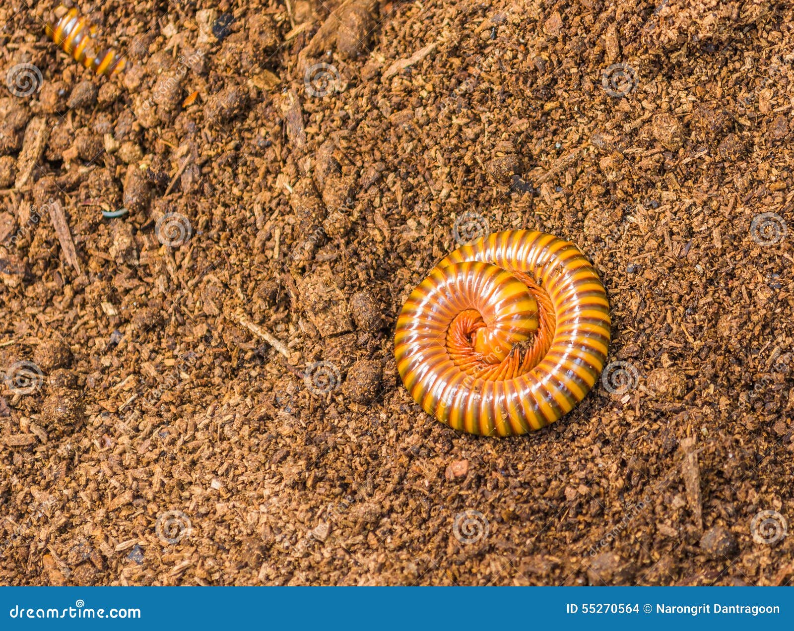 Tropical Spiral Insect, Millipede Stock Photo - Image of dirty ...