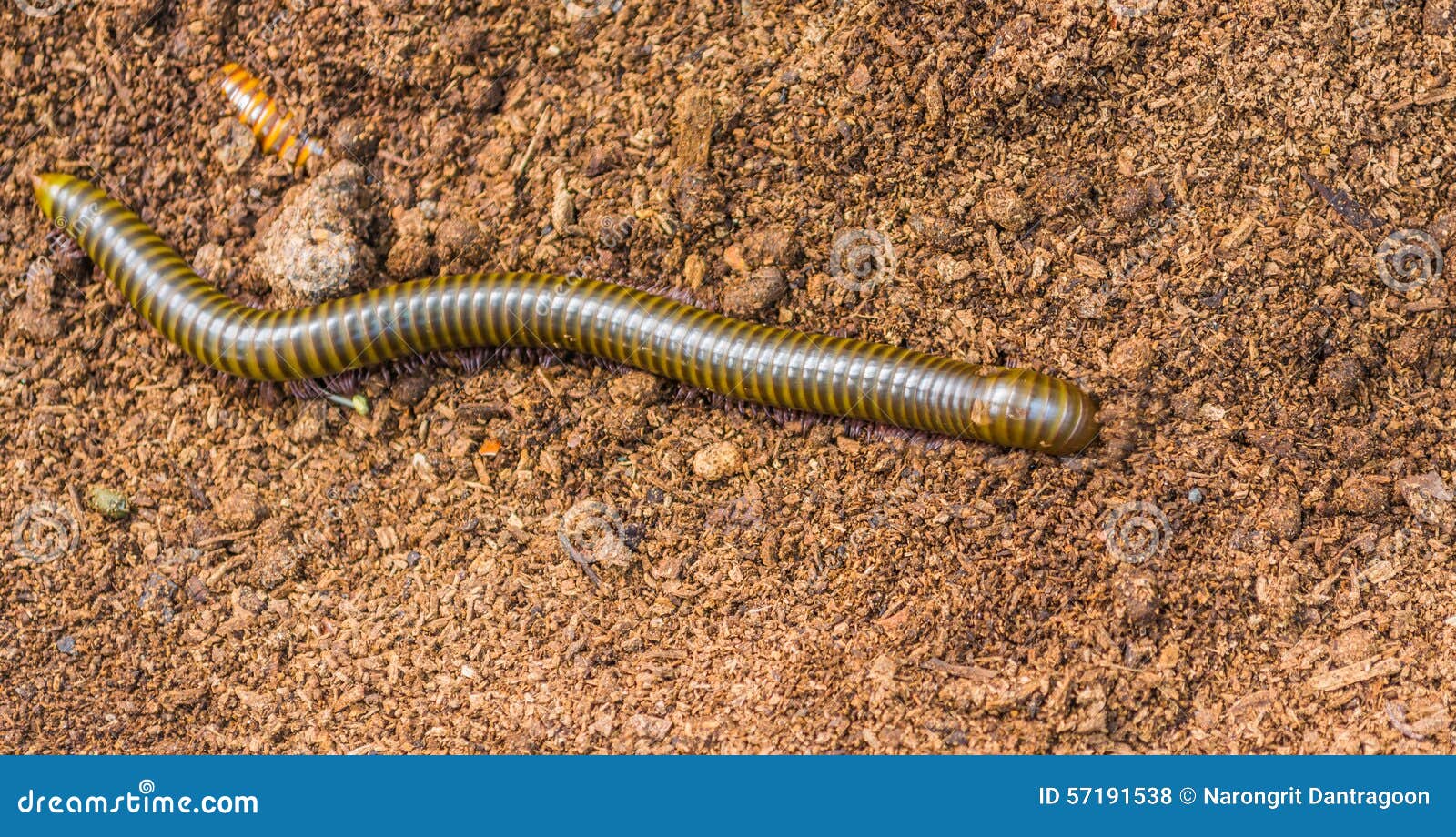 Tropical Spiral Insect, Millipede Stock Photo - Image of cylindrical ...