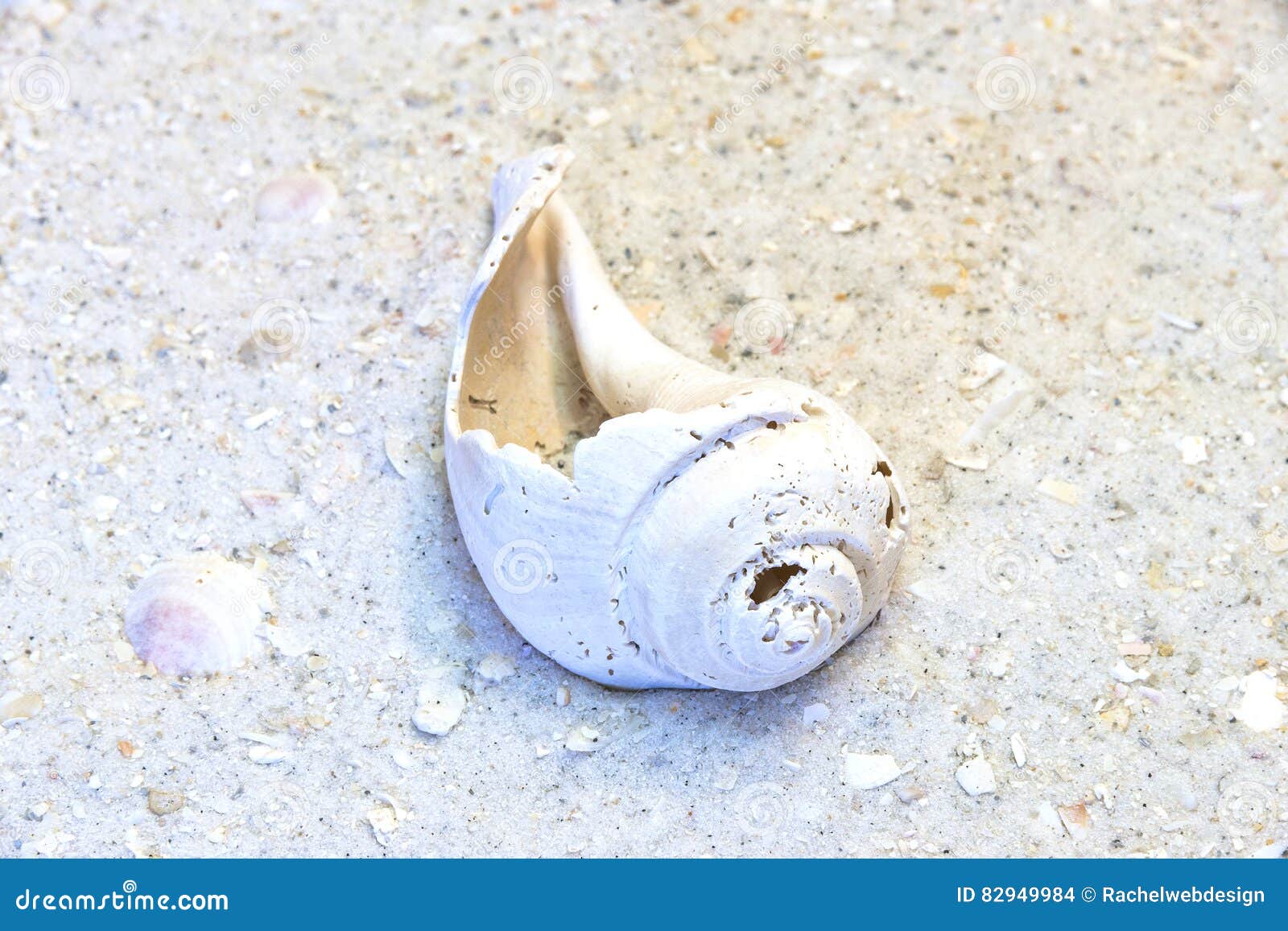 Tropical Spiral Shell Laying on a Warm Sandy Beach Stock Photo - Image ...