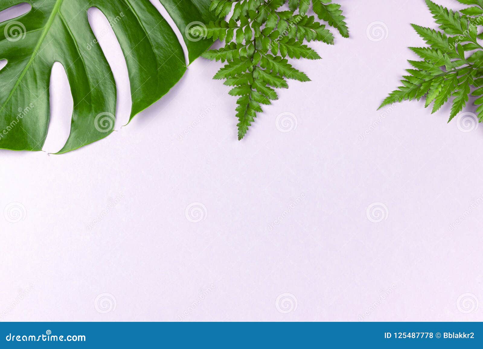 Tropical Split Leaves and Fern on Pastel Pink Background Stock Photo ...