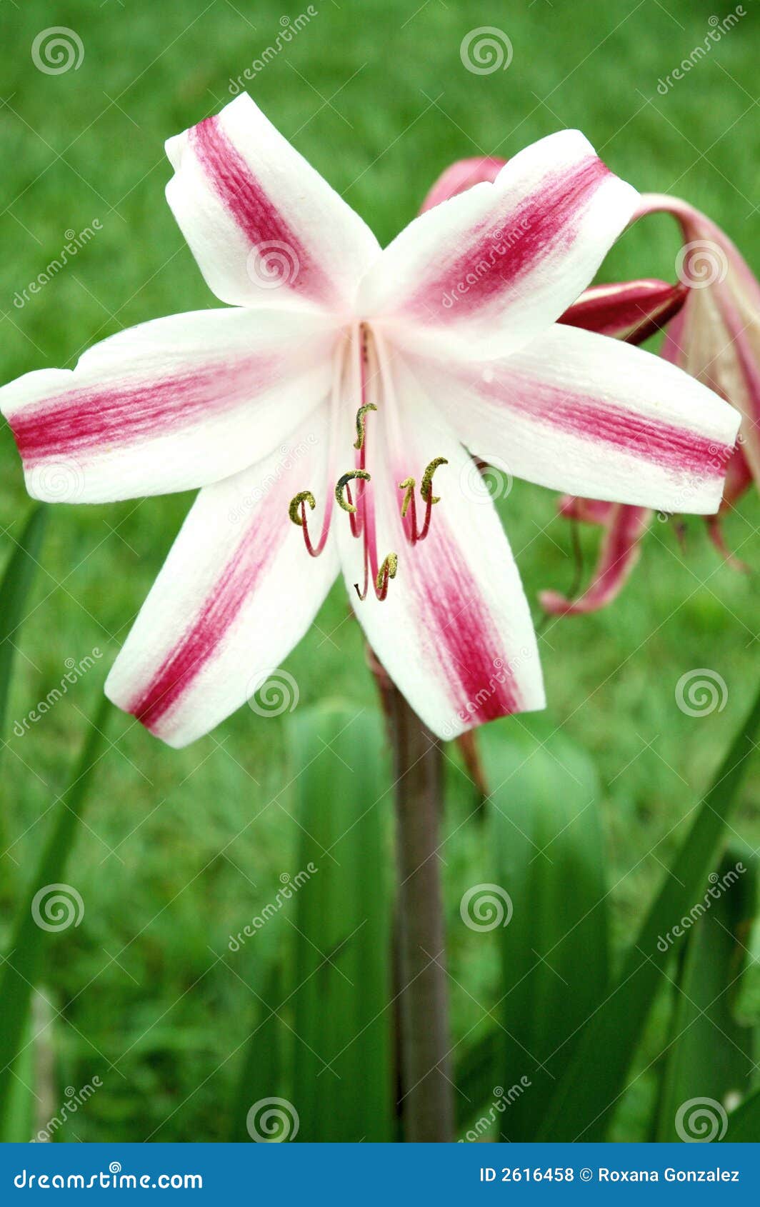 Tropical spring flowers stock photo. Image of petals, bloom - 2616458