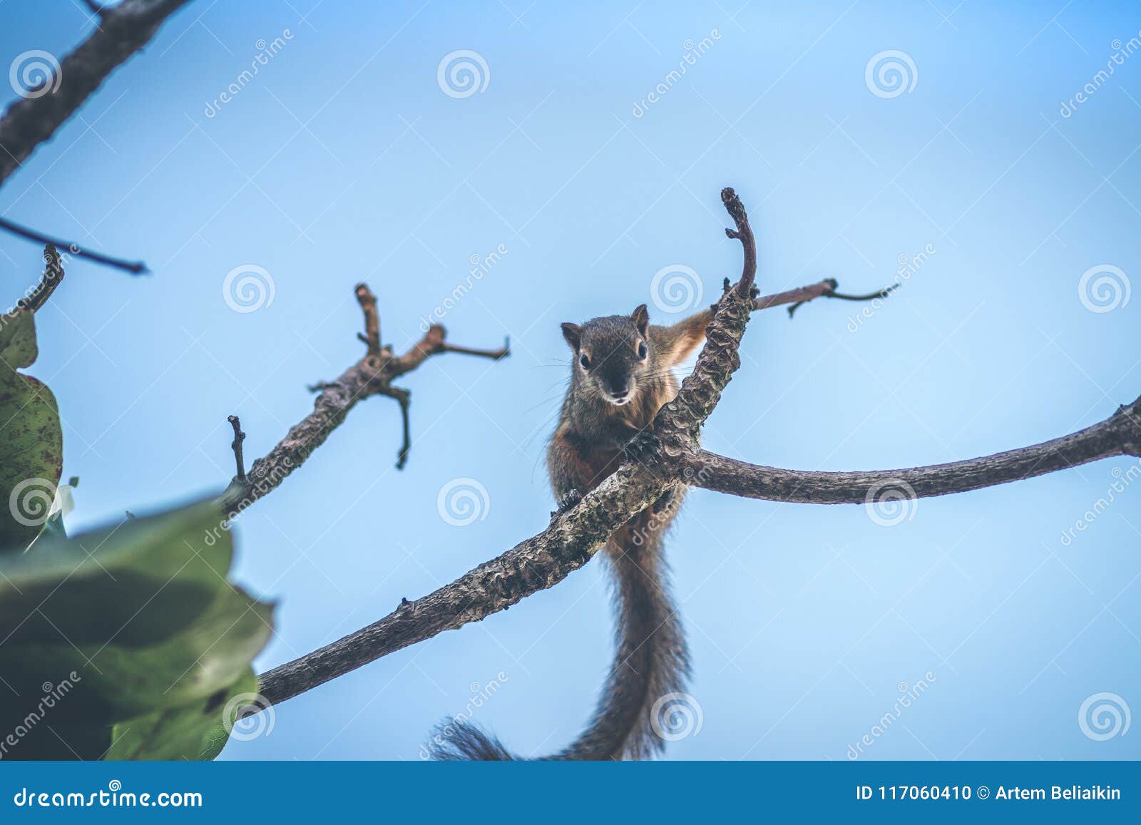 Tropical Squirrel. Bali Island. Stock Photo - Image of acorn, curious ...