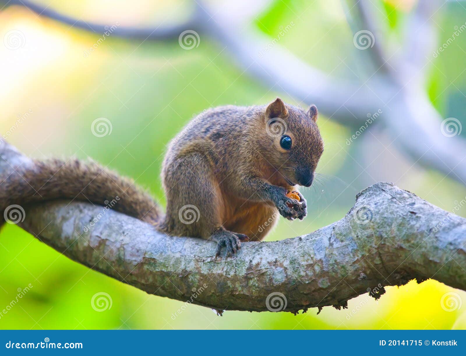 The Tropical Squirrel on a Branch of a Tree Stock Image - Image of tree ...