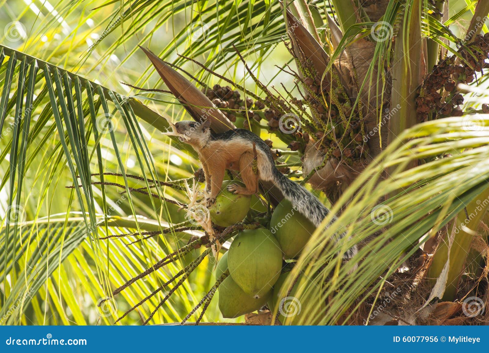 Tropical Squirrel Holds a Piece of Coconut Shell Stock Photo - Image of ...