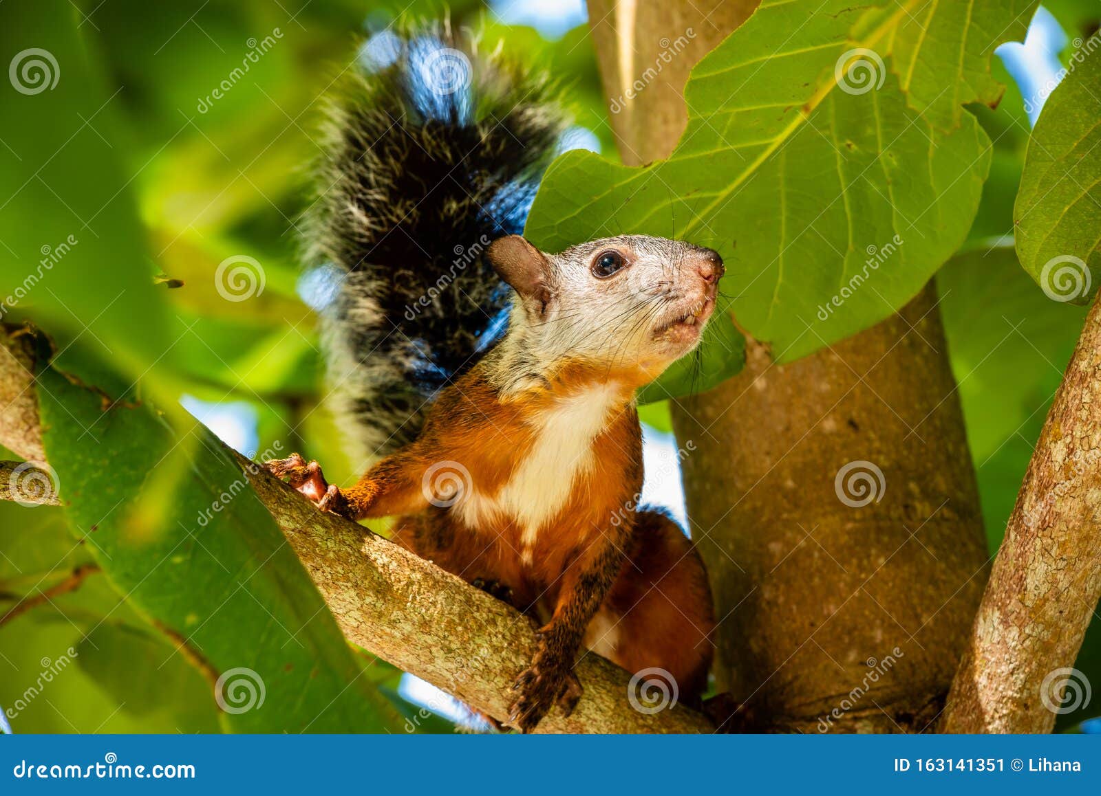 A Tropical Squirrel Sits on an Almond Tree Stock Image - Image of brown ...