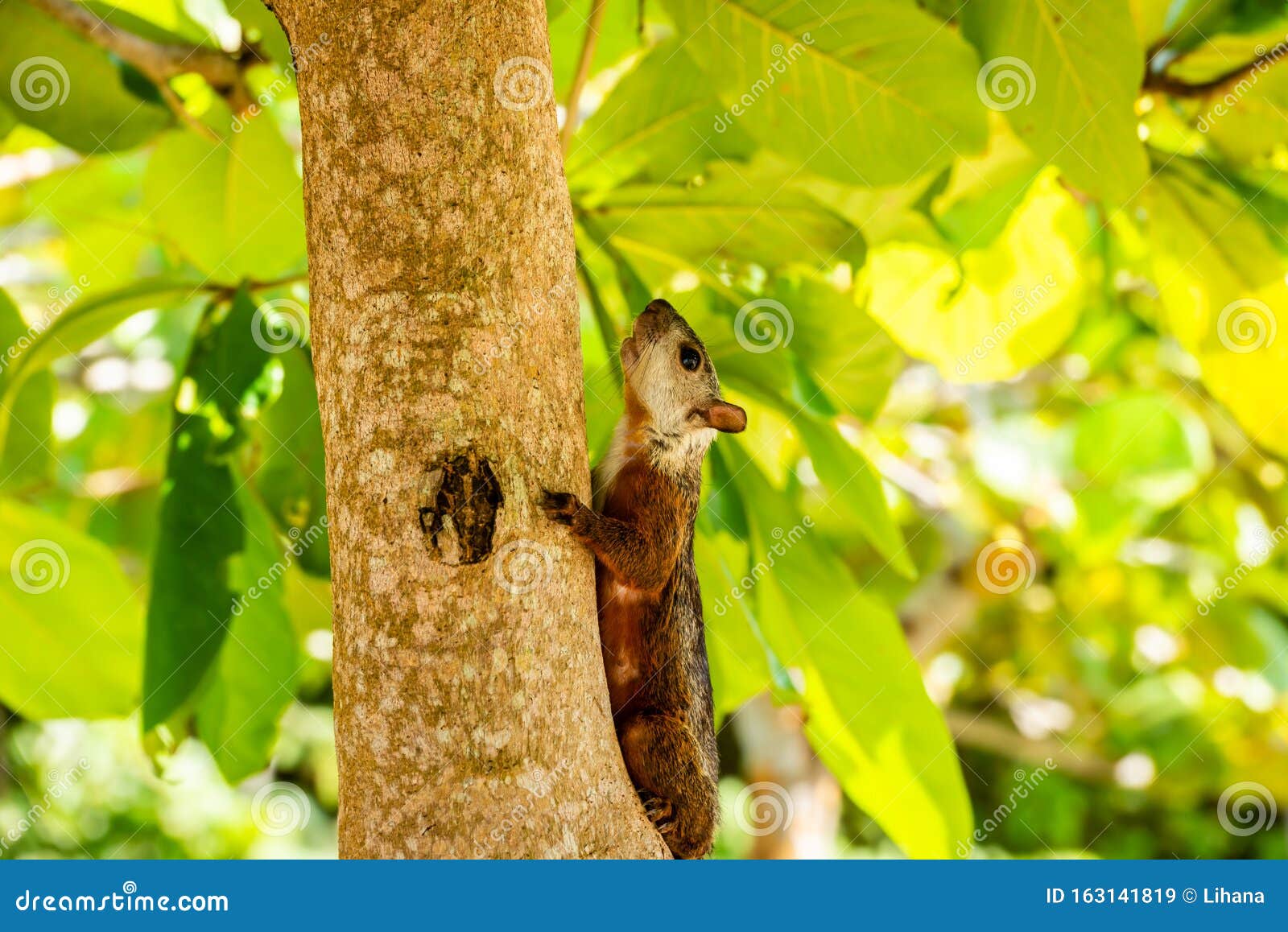 A Tropical Squirrel Sits on an Almond Tree Stock Image - Image of climb ...