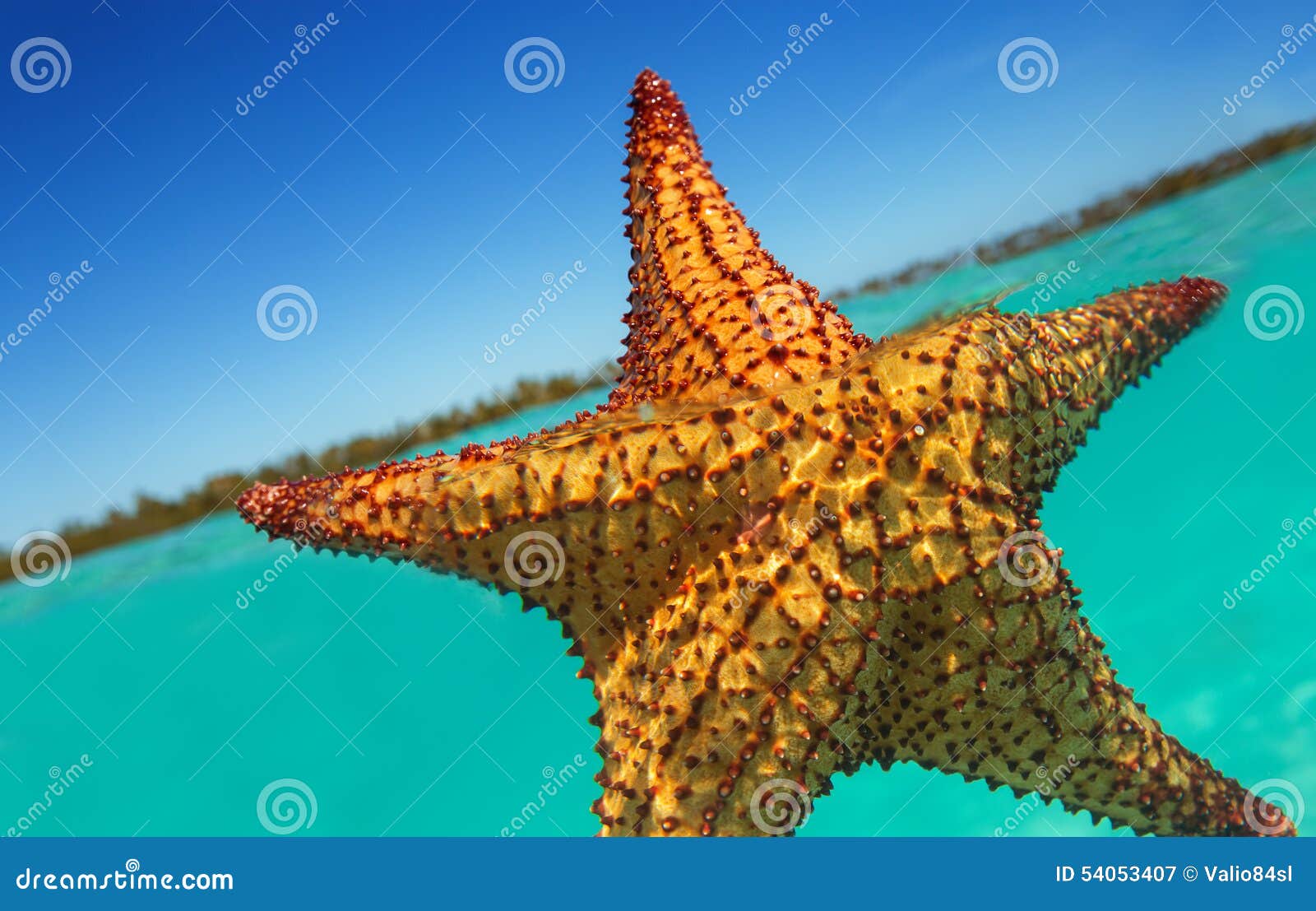 Tropical Starfish in Blue Water with Light Reflection Stock Image ...