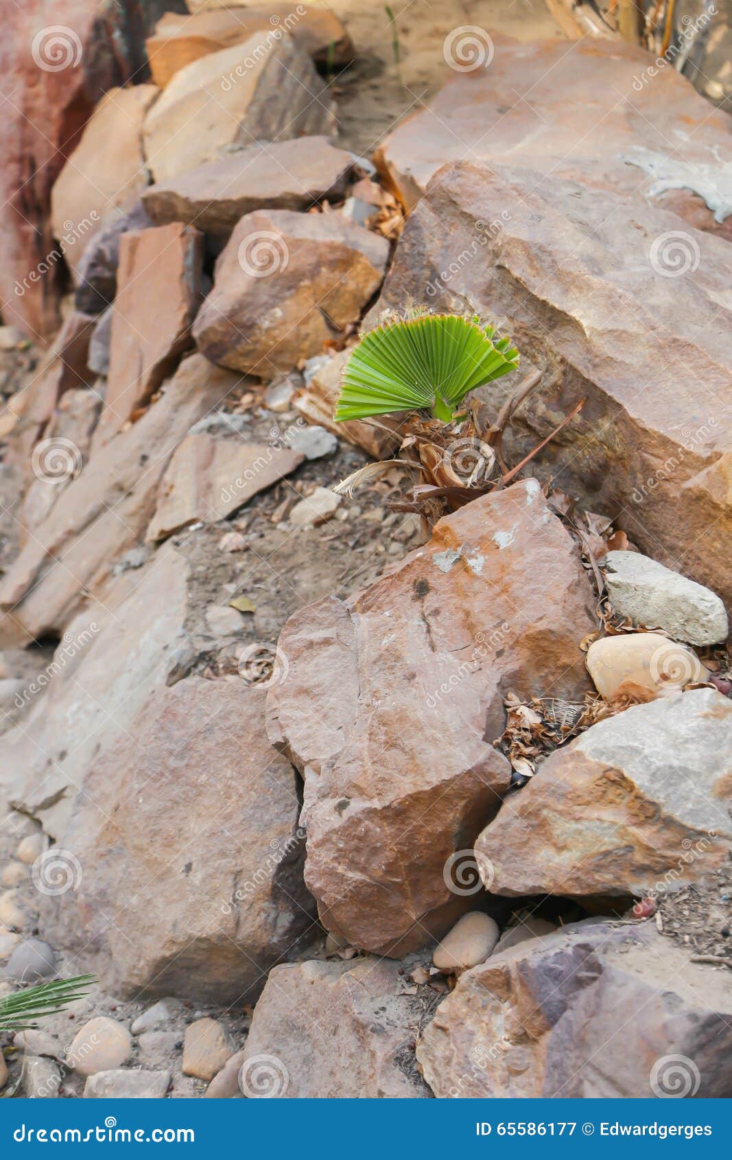 Tropical Stones at the Gardens Stock Image - Image of beautiful, exotic ...