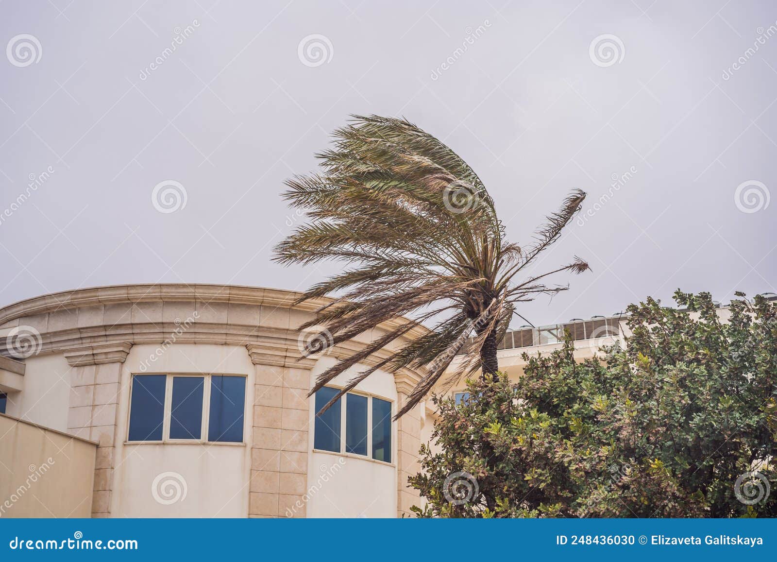 Tropical Storm, Heavy Rain and High Winds in Tropical Climates. Palm ...