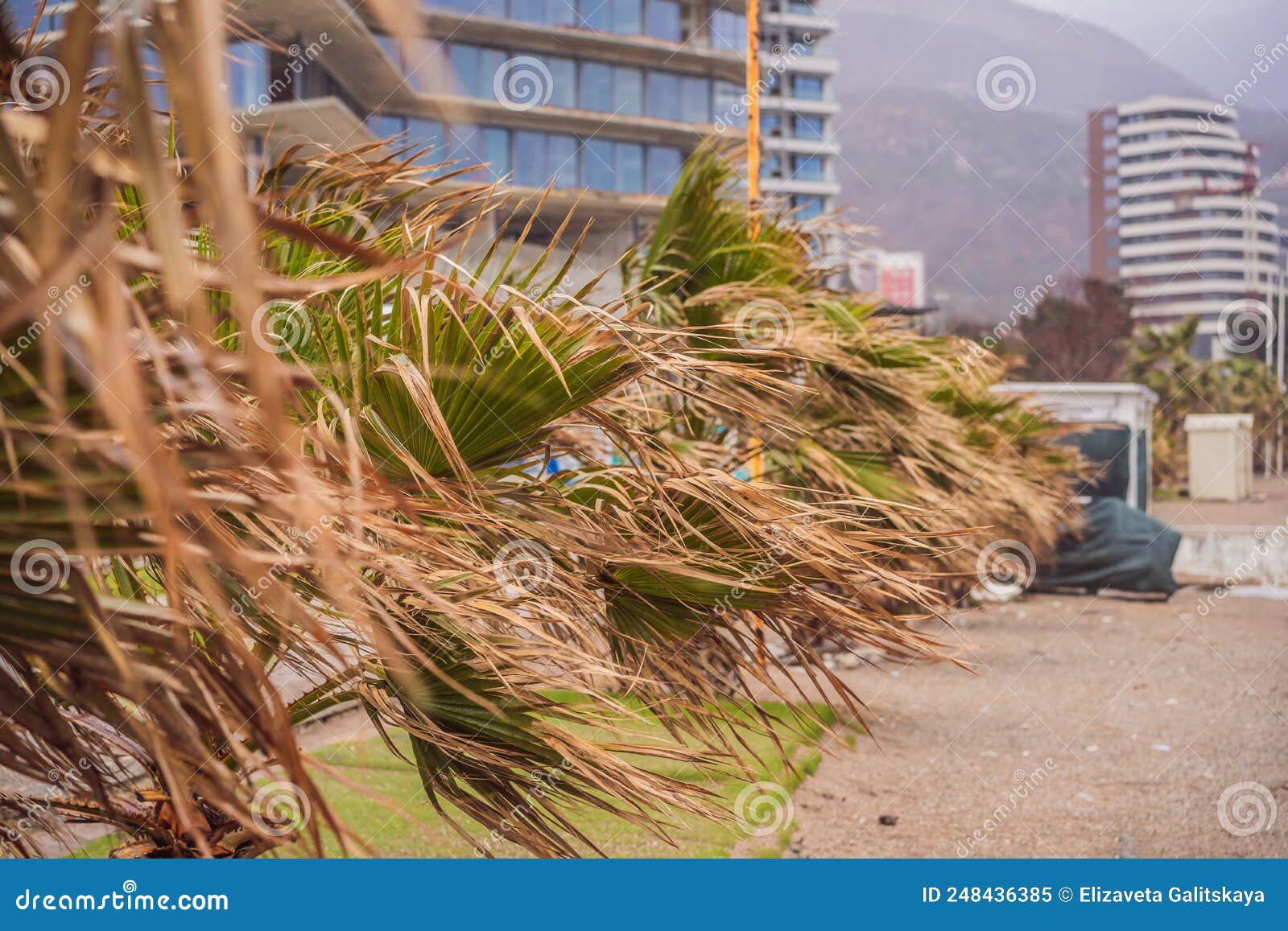Tropical Storm, Heavy Rain and High Winds in Tropical Climates. Palm ...