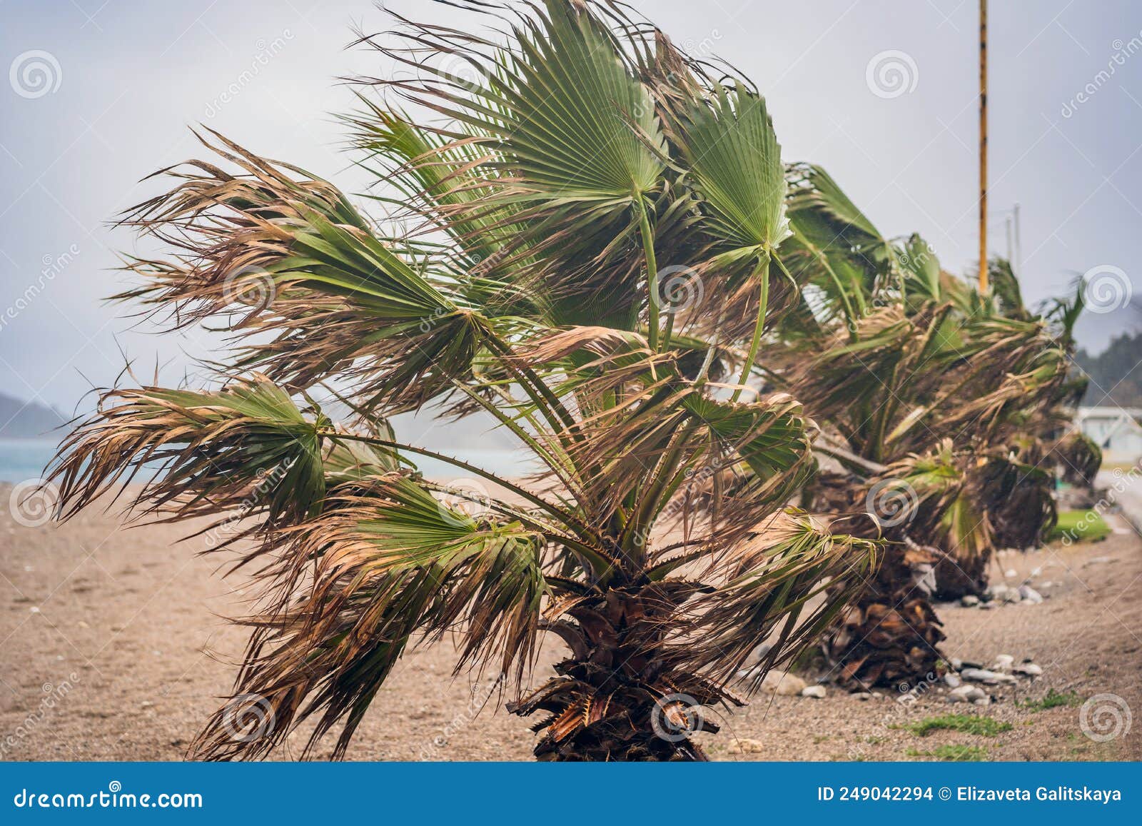 Tropical Storm, Heavy Rain and High Winds in Tropical Climates. Palm ...