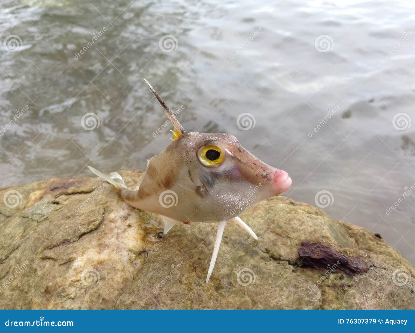 Tropical strange fish stock image. Image of life, hornfish - 76307379