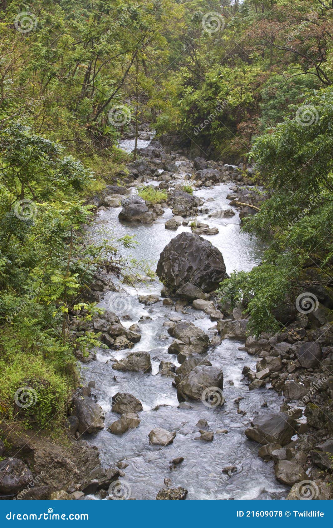 Tropical Stream stock photo. Image of peaceful, romanic - 21609078