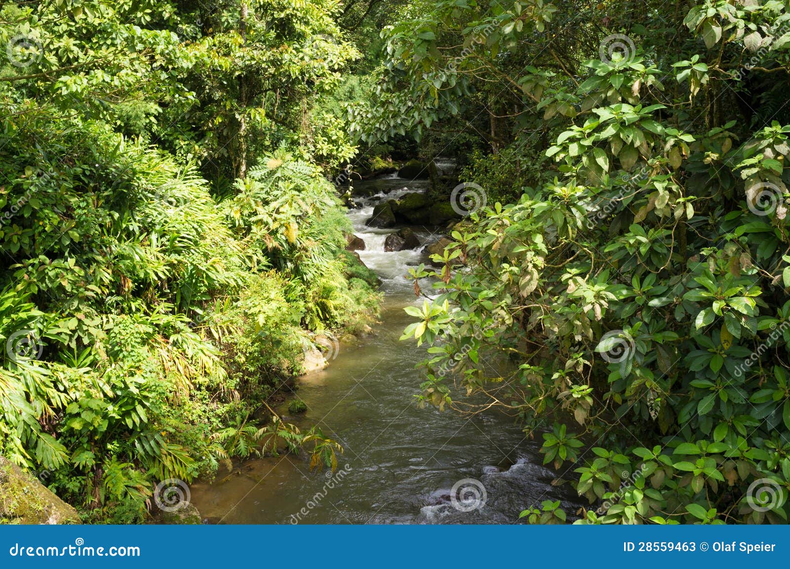 Tropical stream stock image. Image of creek, natural - 28559463